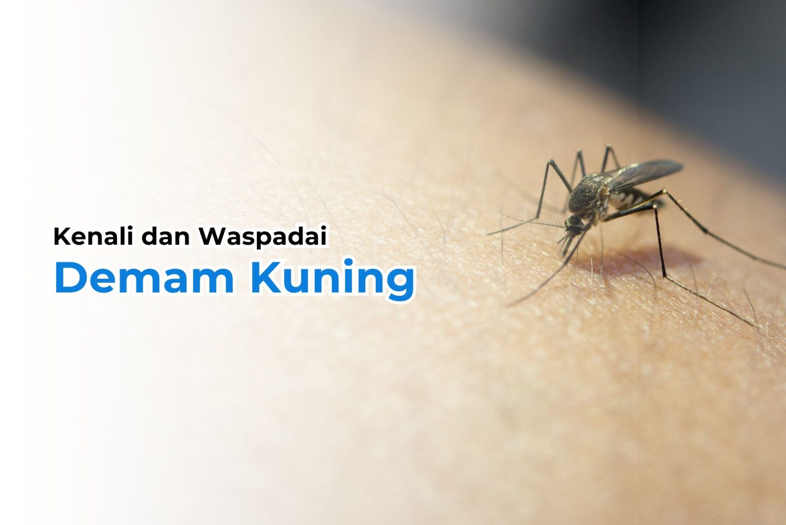 Kenali dan Waspadai Demam Kuning - Droensolobaru