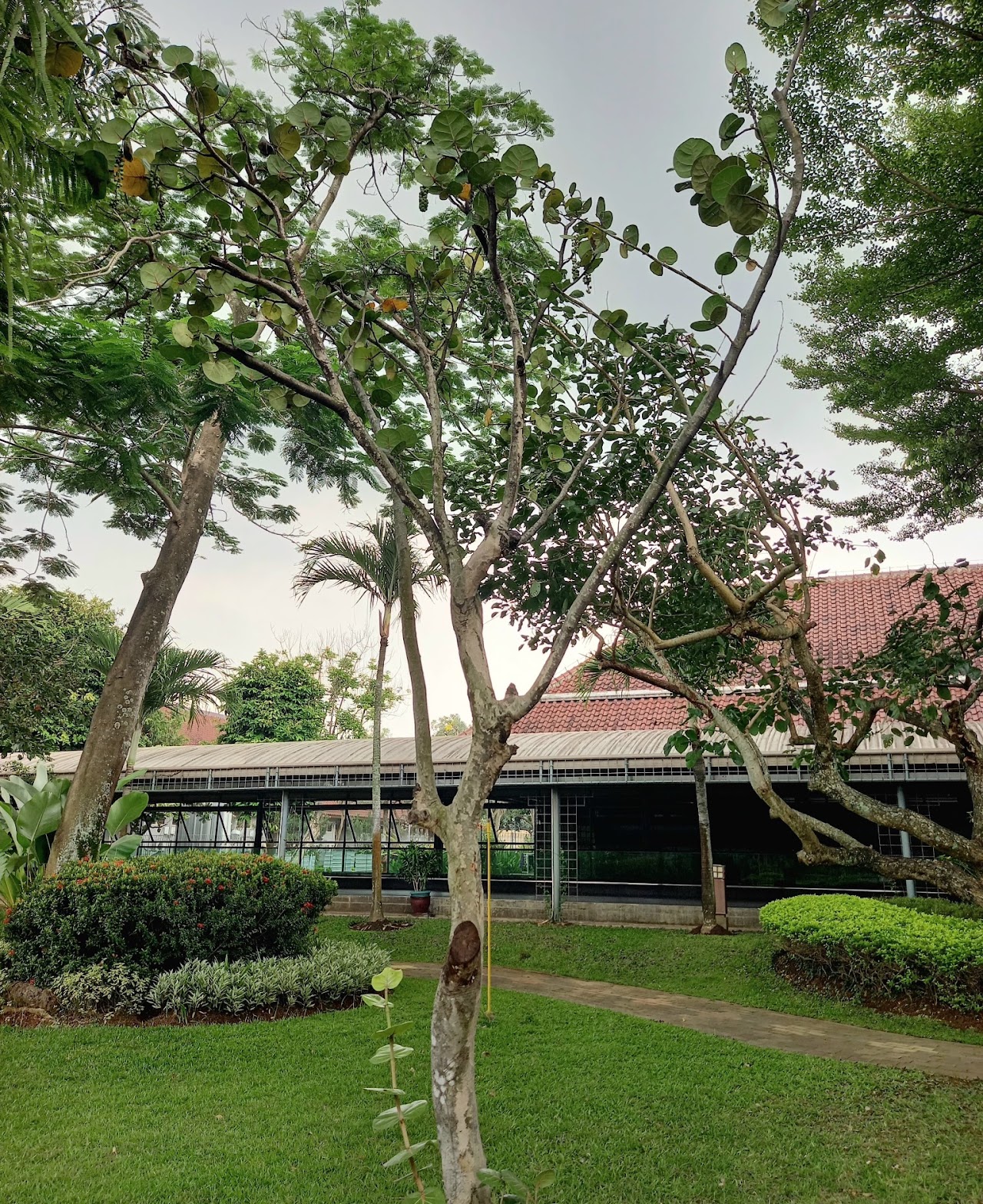 ANGGUR LAUT (Coccoloba uvifera) - Droensolobaru