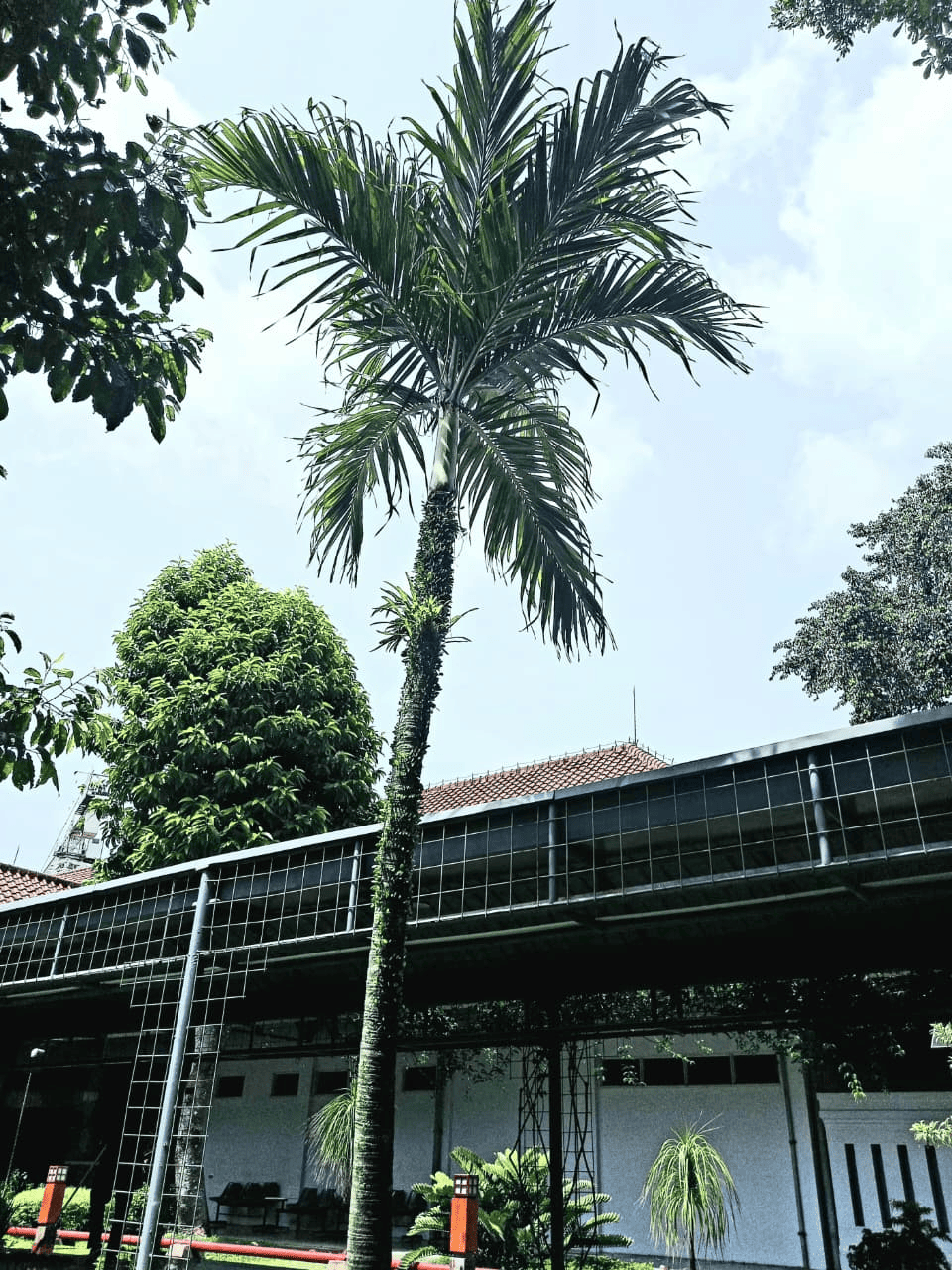 PALEM PUTRI (Adonidia merrillii) - Droensolobaru